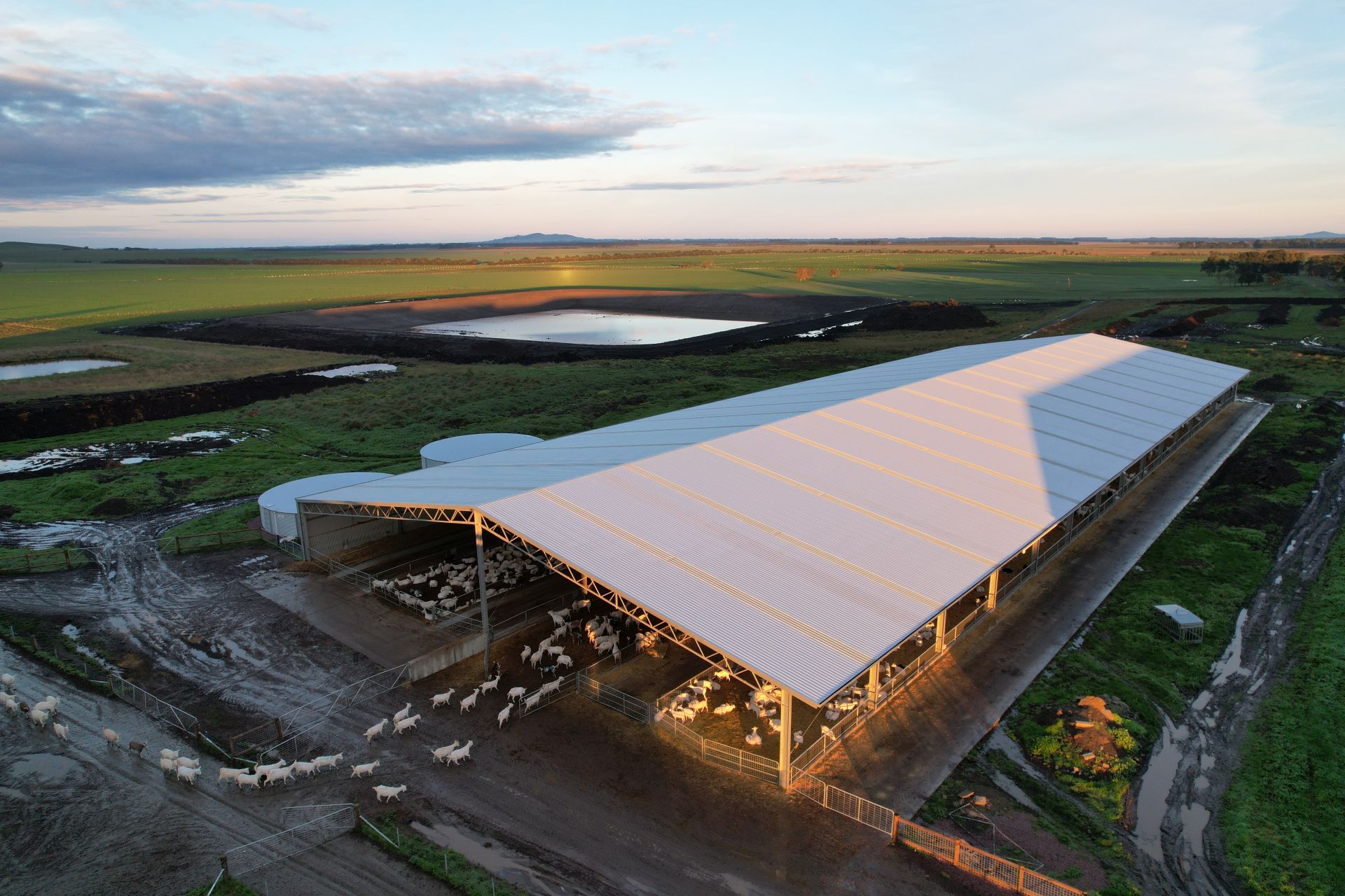 Australian Livestock Farms – GC Con